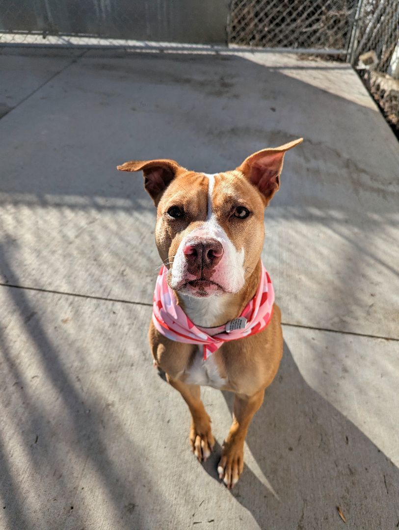 Adoptable Pets | Animal Rescue Project