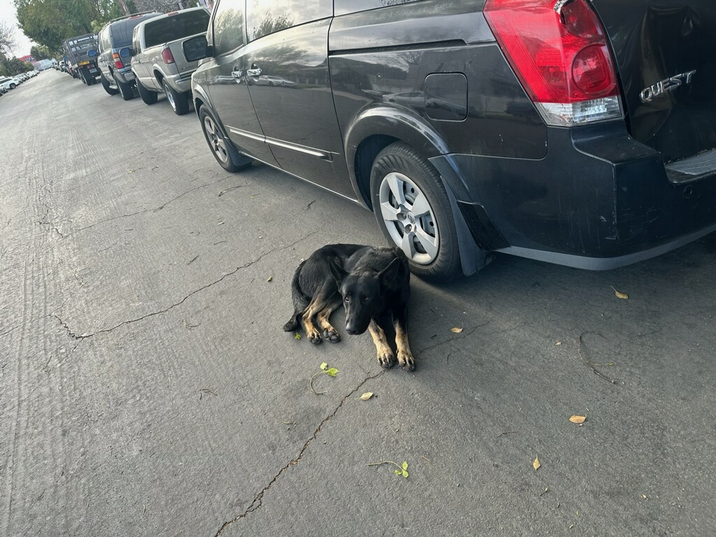 Dog for adoption - Gentle Jet Kent German Shepherd!!, a German Shepherd ...