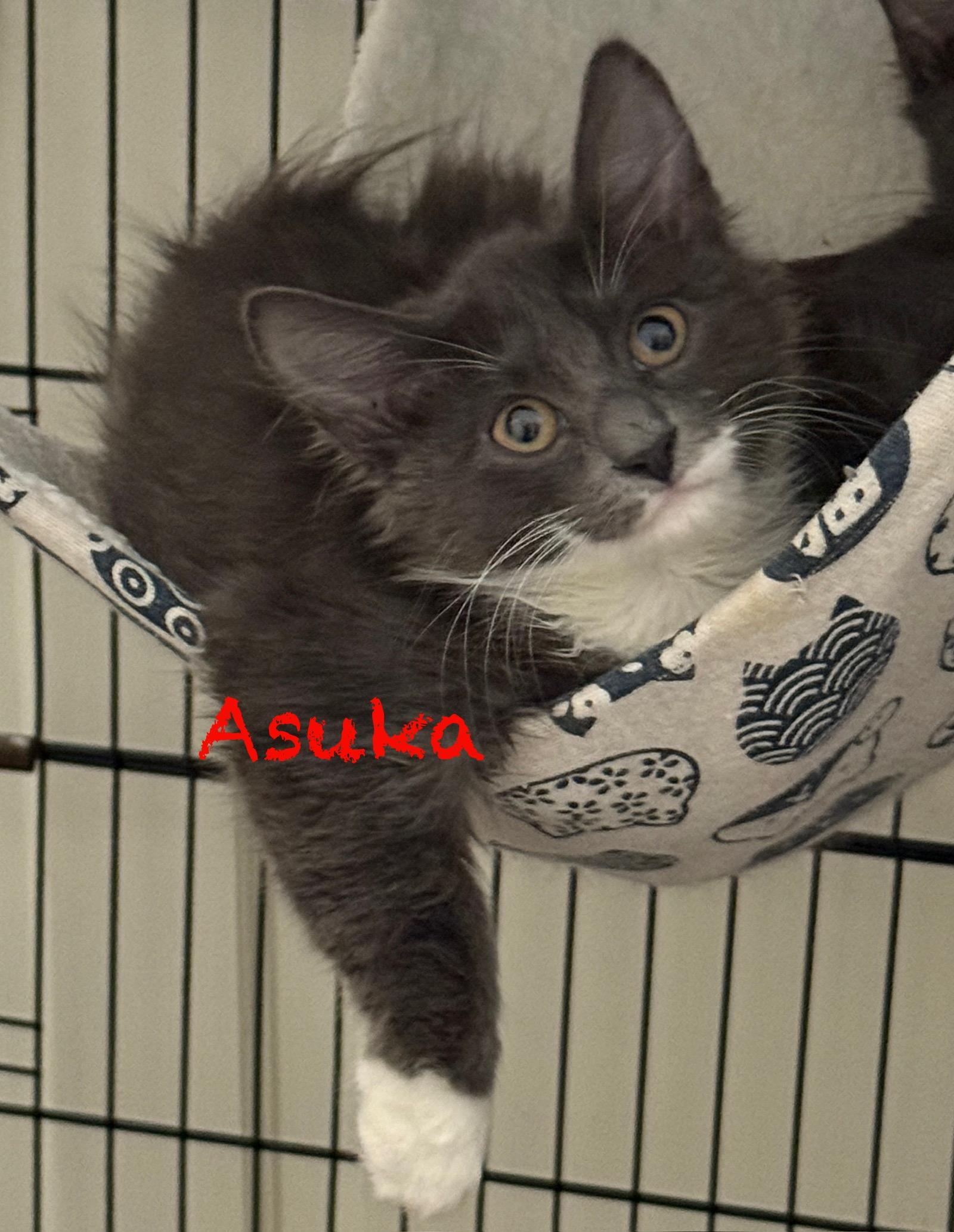 Cat for adoption - Asuka, a Domestic Medium Hair in Pawleys Island, SC ...