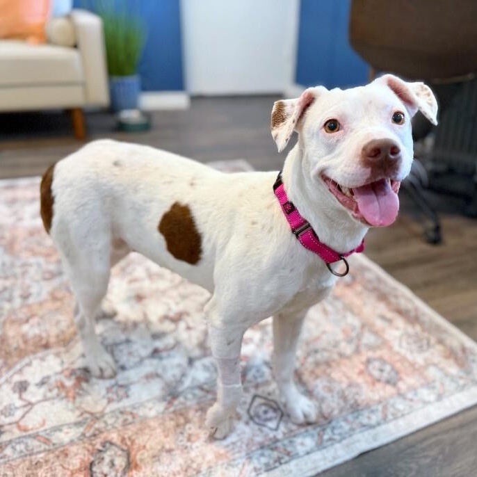 Dog for adoption - Charlotte Starlet Loves Animals, a Pit Bull Terrier ...
