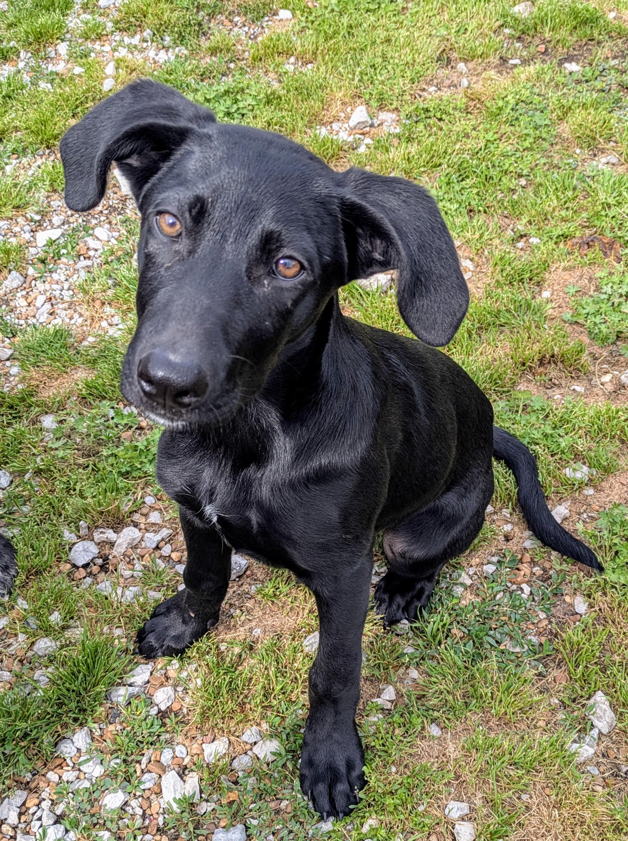 Dog for adoption - BISMARCK, a Black Labrador Retriever & German ...