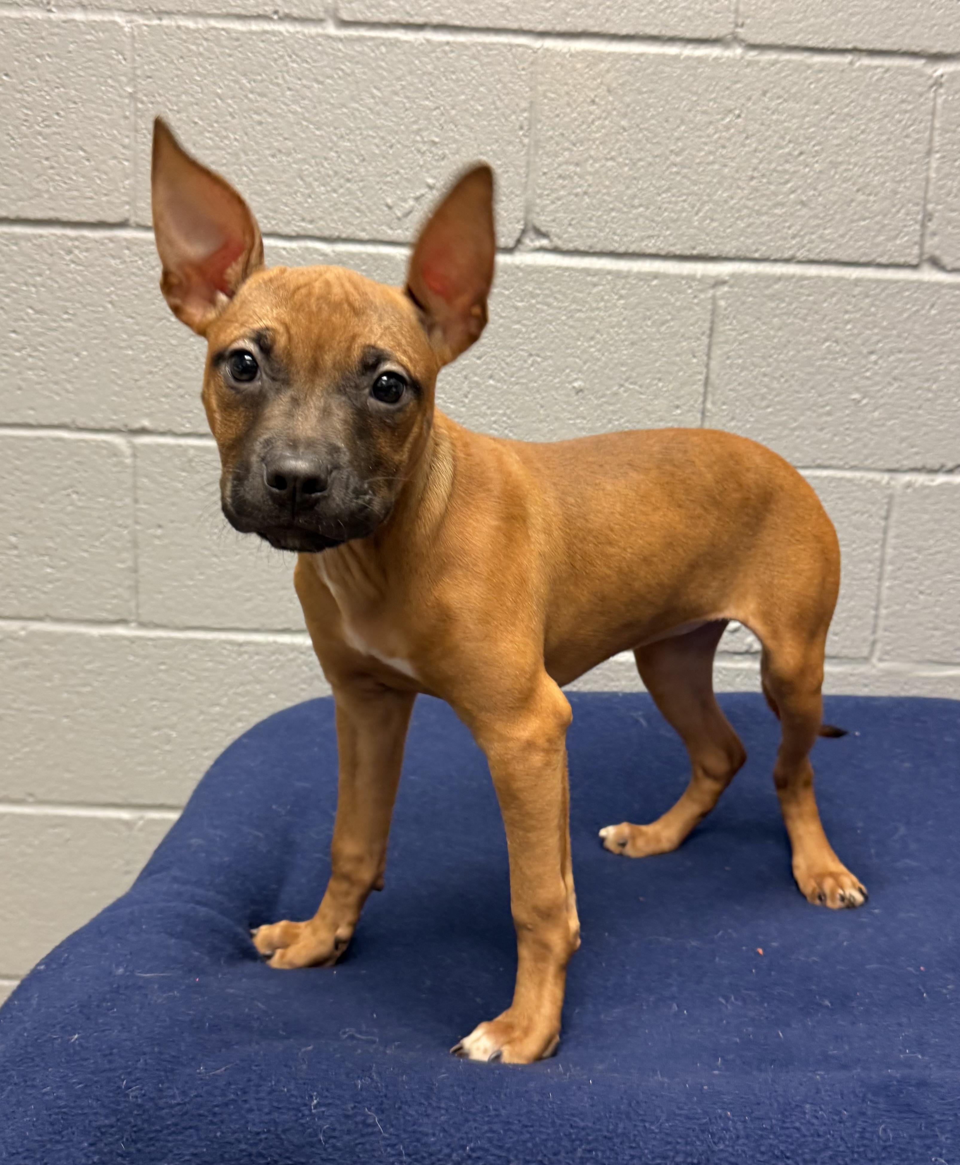 Dog for adoption - Amber, a Rhodesian Ridgeback Mix in Gainesville, TX ...