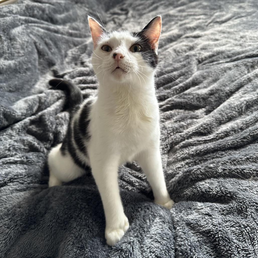 Cat for adoption - Pinky, an Extra-Toes Cat / Hemingway Polydactyl in ...