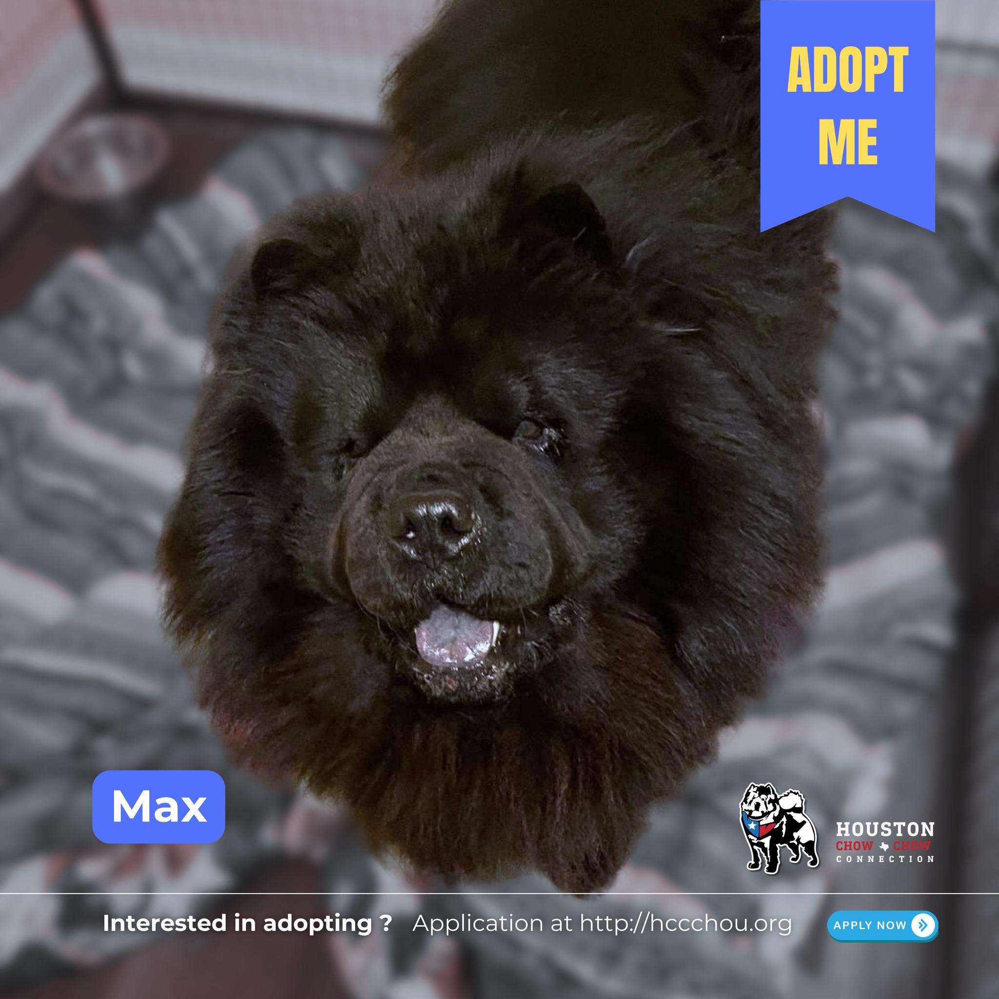 Dog for adoption - Max, a Chow Chow Mix in Pensacola, FL | Petfinder