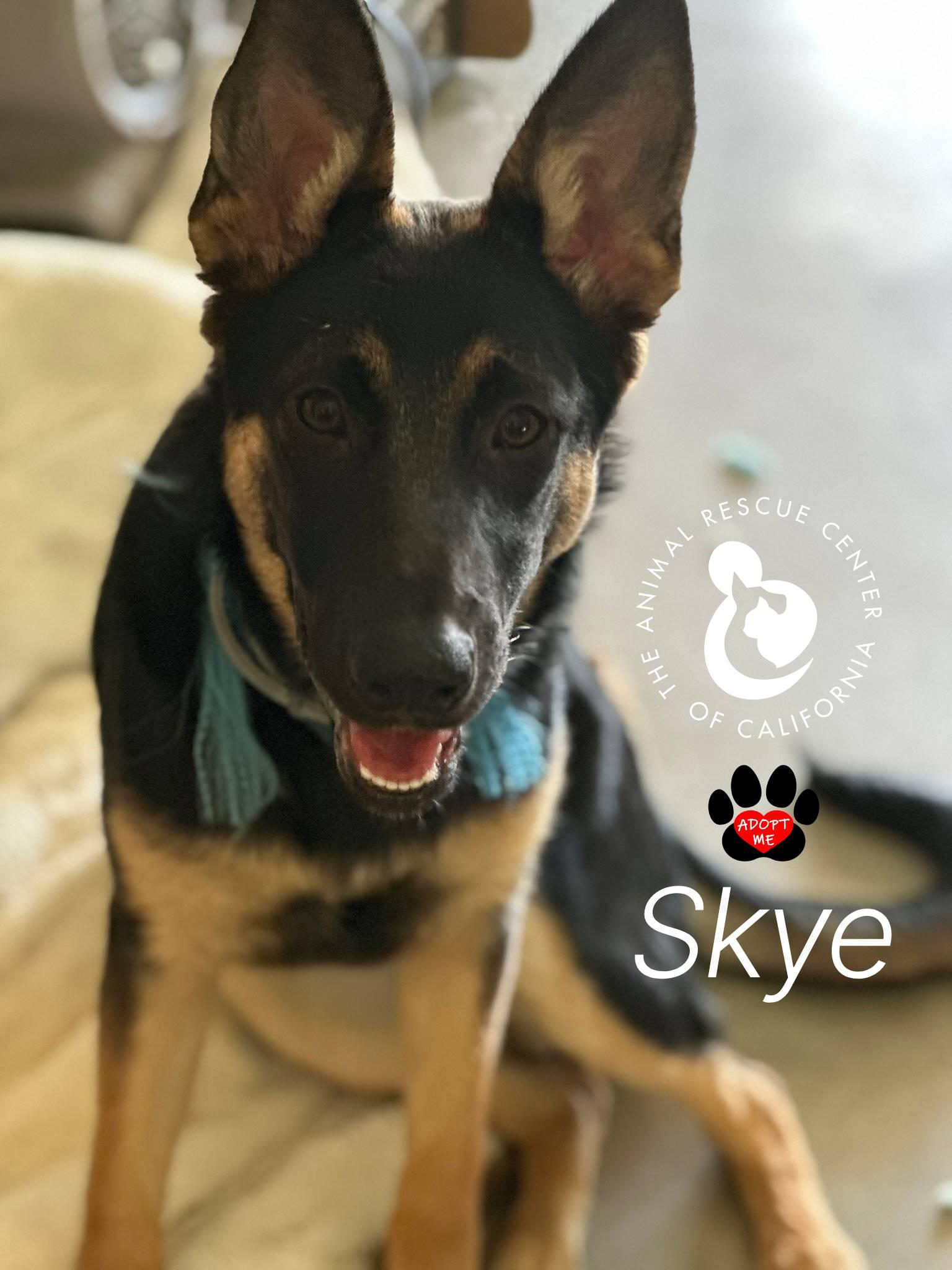 Dog for adoption - Skye, a German Shepherd Dog & Belgian Shepherd / Malinois Mix in Coachella ...