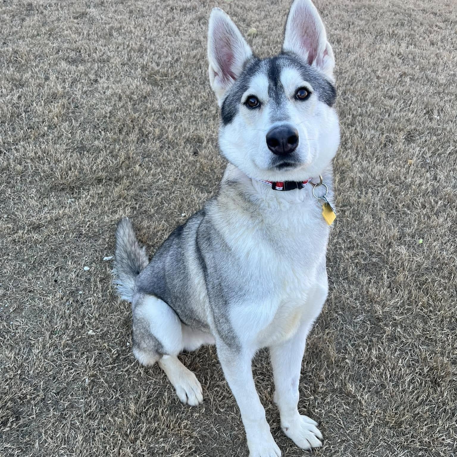Dog for adoption - Cousin Eddie, a Siberian Husky in Atoka, TN | Petfinder