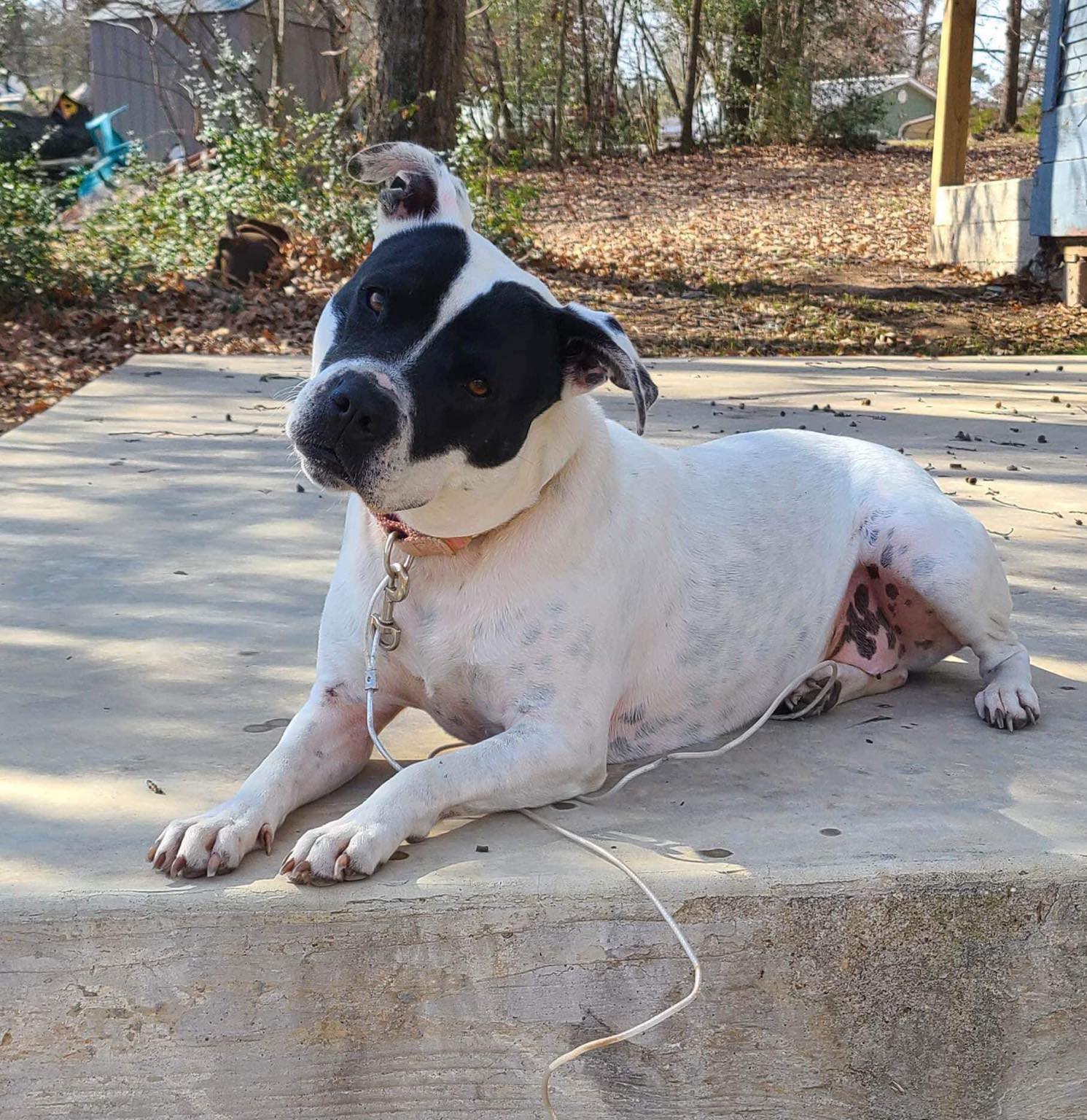 Dog for adoption - Joy (20231014-01), a Boxer in Niagara on the Lake ...