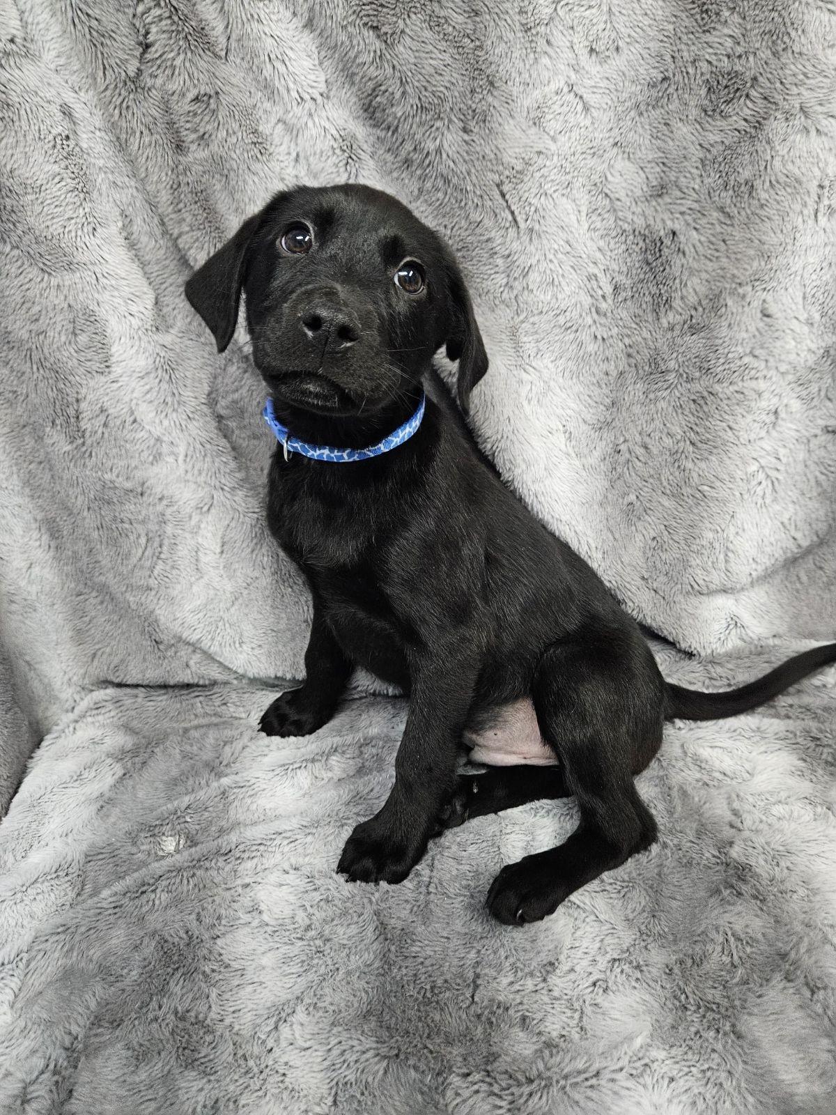 Dog for adoption - Lee - Come Meet Me!, a Labrador Retriever & Catahoula Leopard Dog Mix in ...