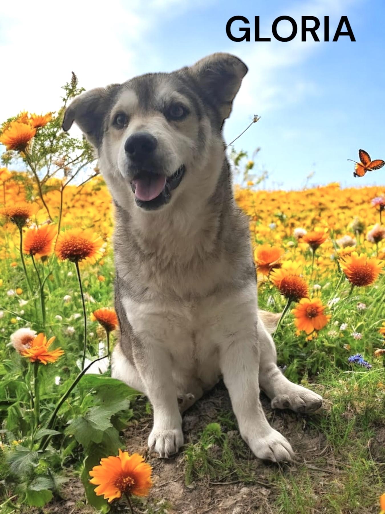Dog for adoption - Gloria, a Corgi & Husky Mix in Howe, IN | Petfinder
