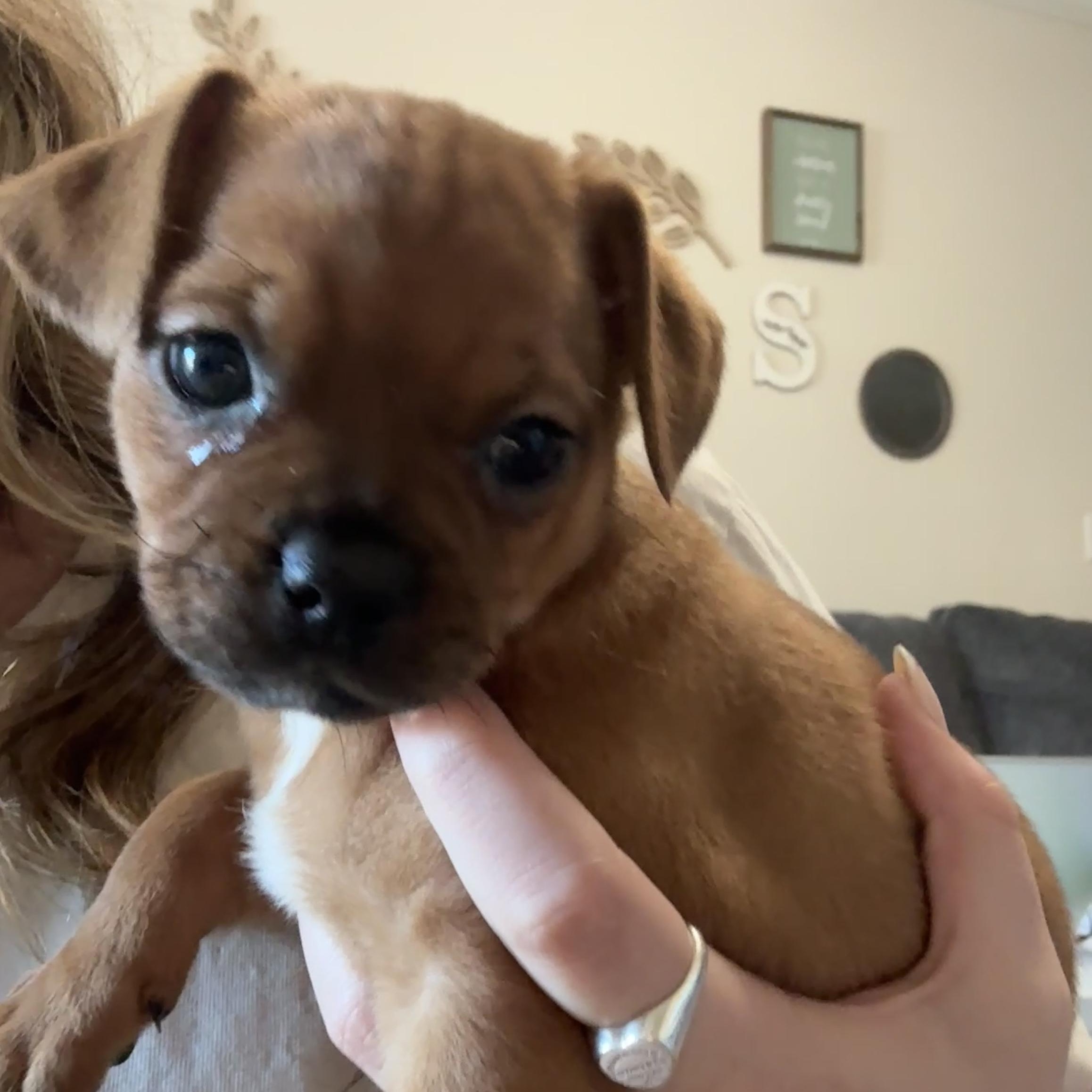 Dog for adoption - Twix, a Mixed Breed in Ocean, NJ | Petfinder