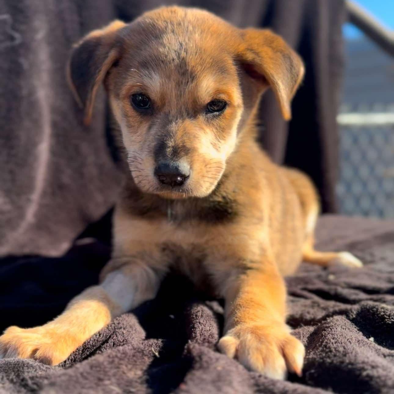Dog for adoption - Dobby, a Labrador Retriever Mix in Pelham, NH ...