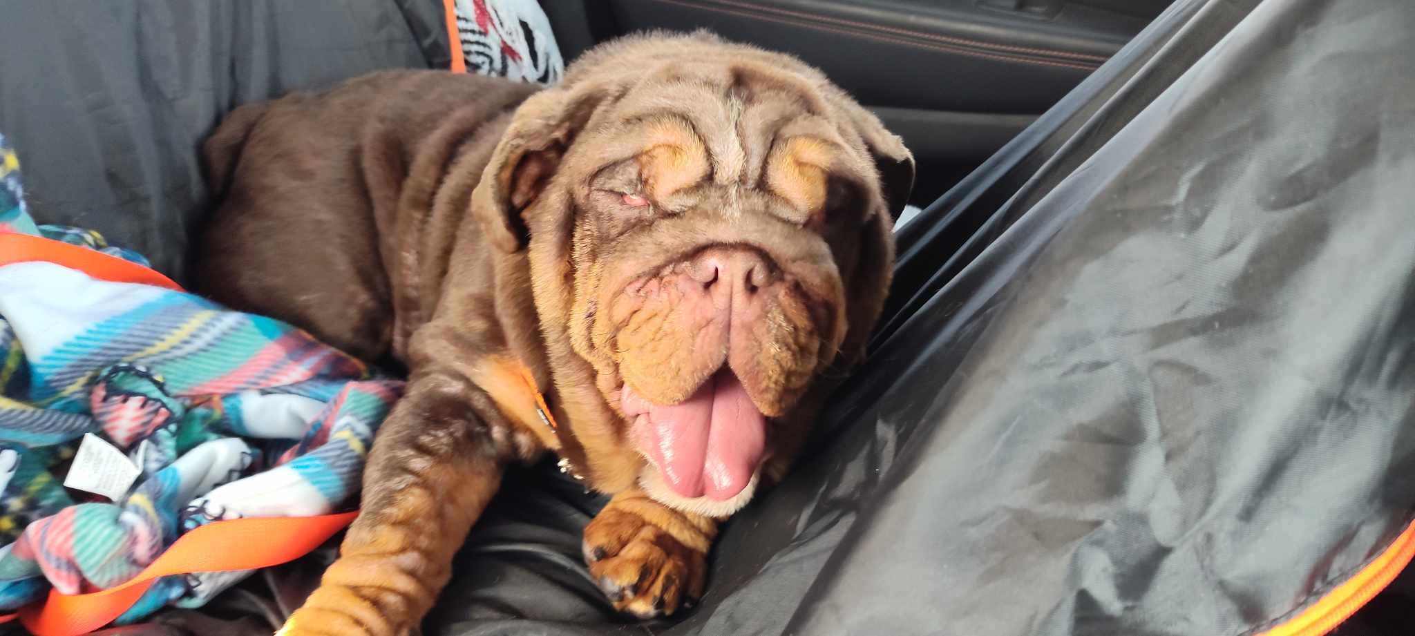 Dog for adoption - Hashtag, a Bulldog in Yuma, AZ | Petfinder