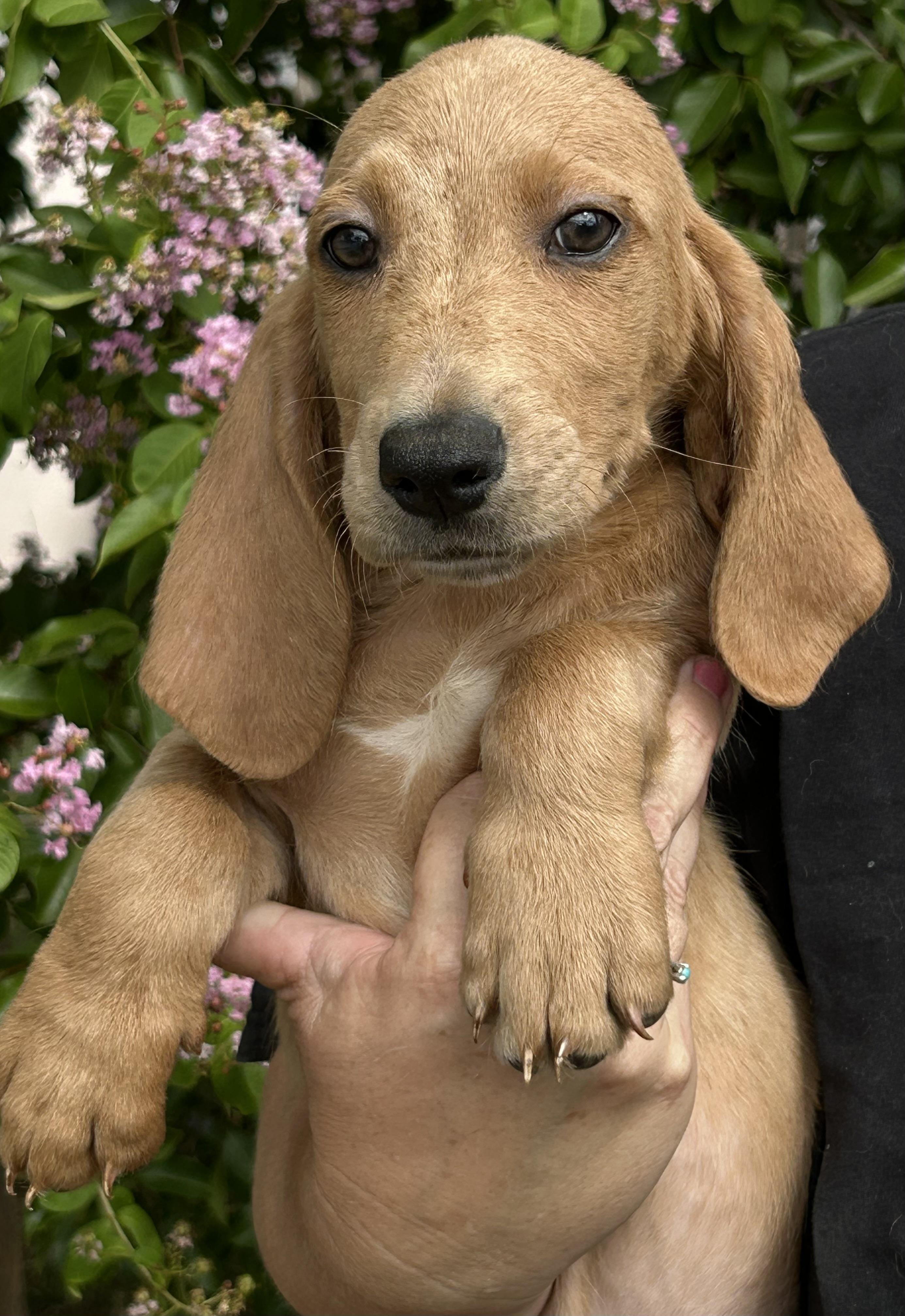 Dog for adoption - Cooper, a Basset Hound & Poodle Mix in Yuba City, CA ...