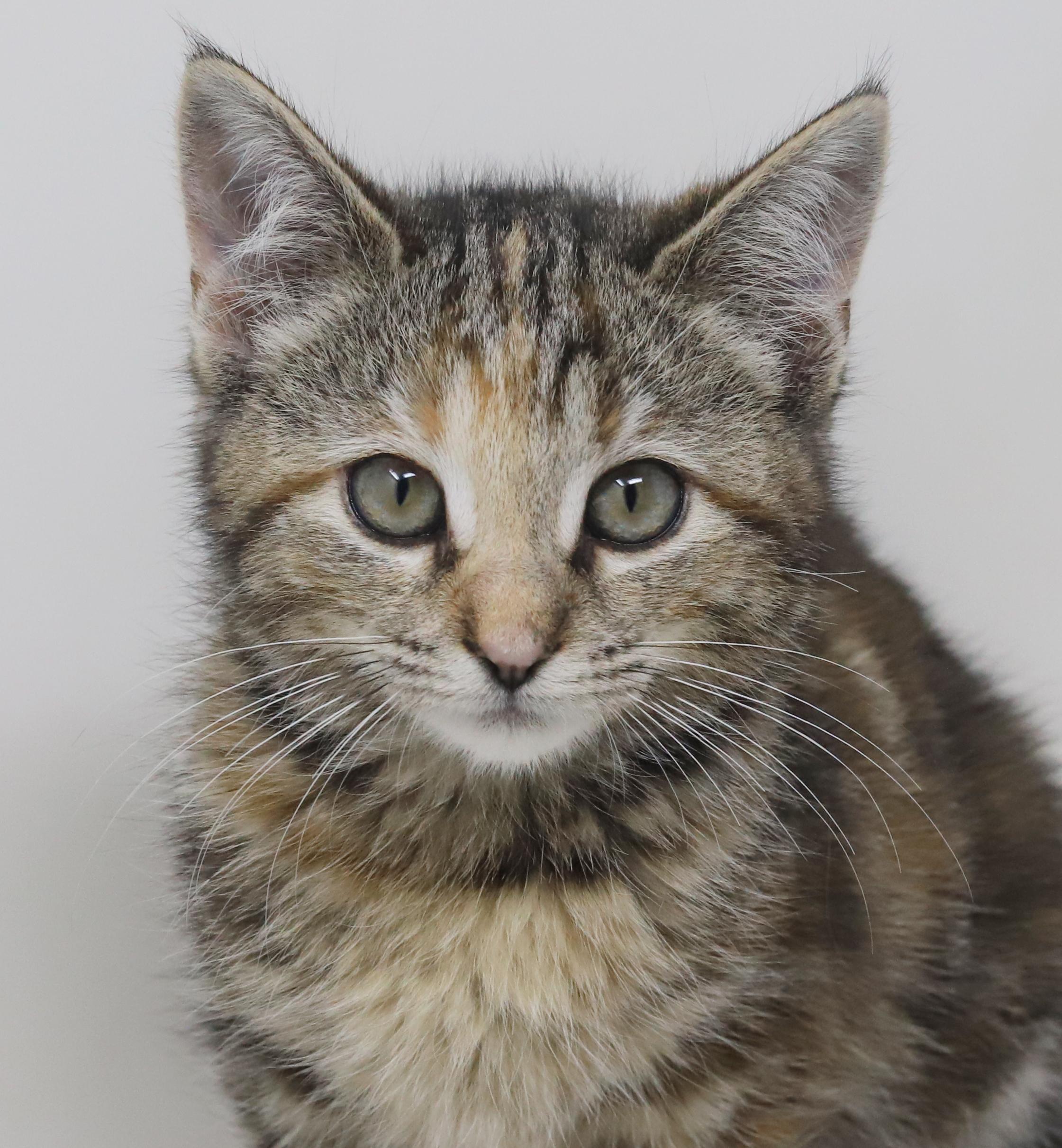 Cat for adoption - Chips n' Fish! BONDED SISTER ANGELS!!, a Torbie ...