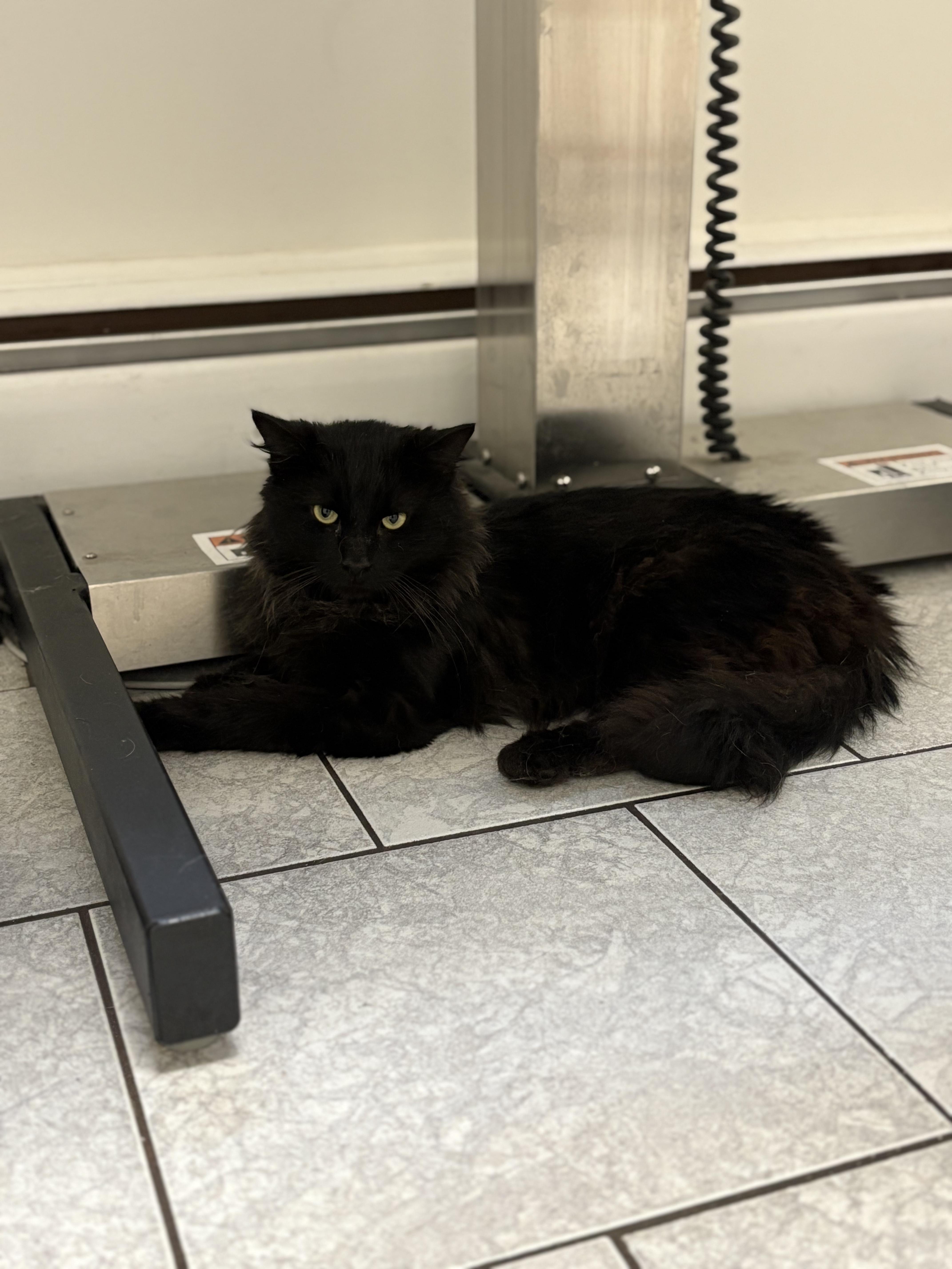 Cat for adoption - Vitale, a Domestic Long Hair in Warminster, PA ...