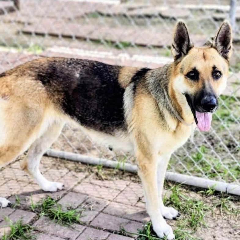 Dog for adoption - Stormy, a German Shepherd Dog in Springfield, OR ...