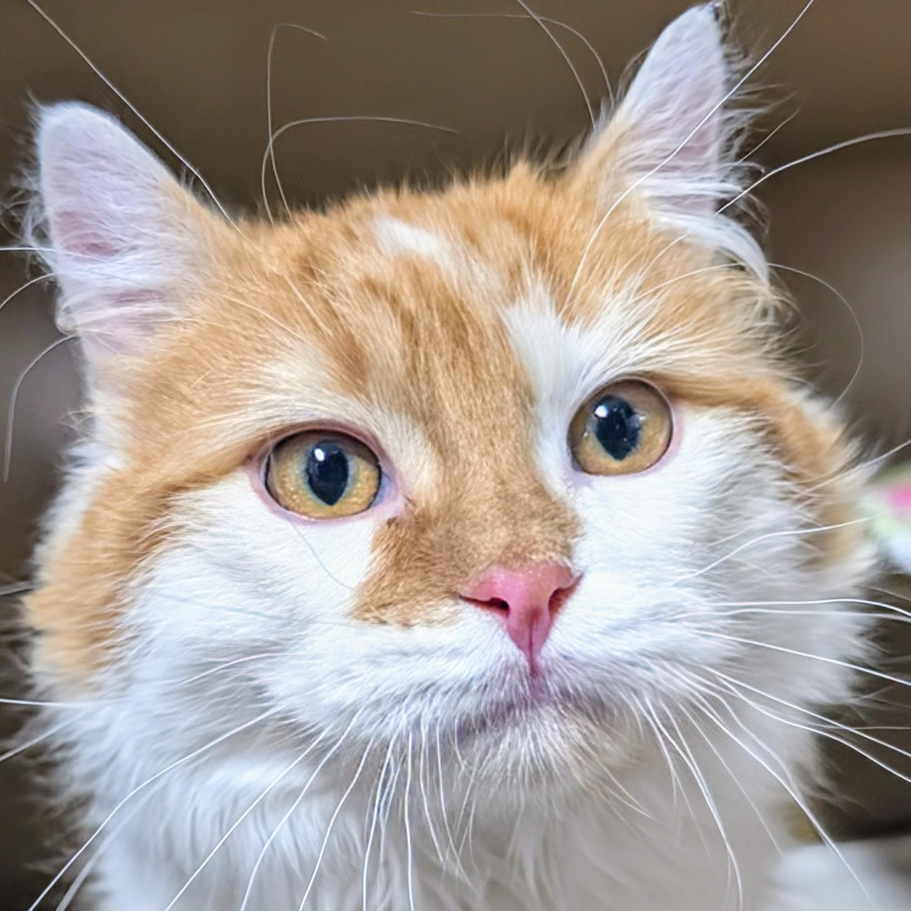 Cat for adoption - Rustwick, a Domestic Medium Hair in Bisbee, AZ ...