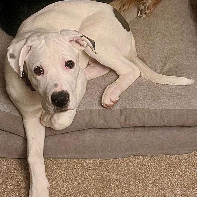 Dog for adoption - Asher, a Dogo Argentino in Aurora, CO | Petfinder