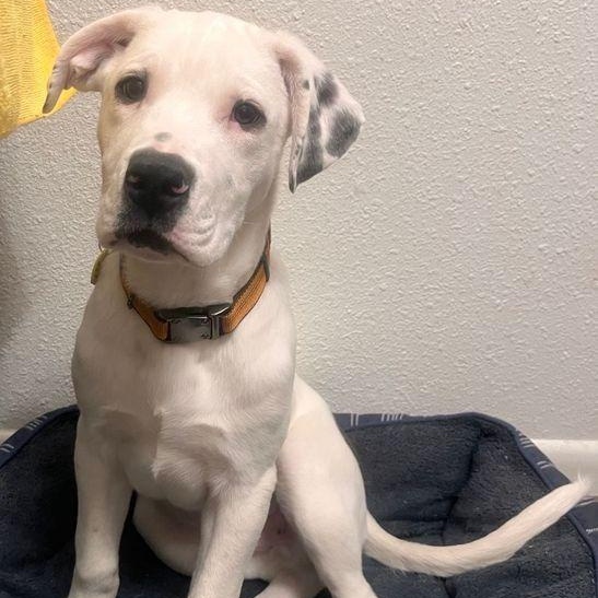 Dog for adoption - Asher, a Dogo Argentino in Aurora, CO | Petfinder