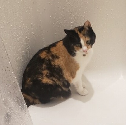 Cat for adoption - Sassafras, a Domestic Short Hair in Rockford, MI ...