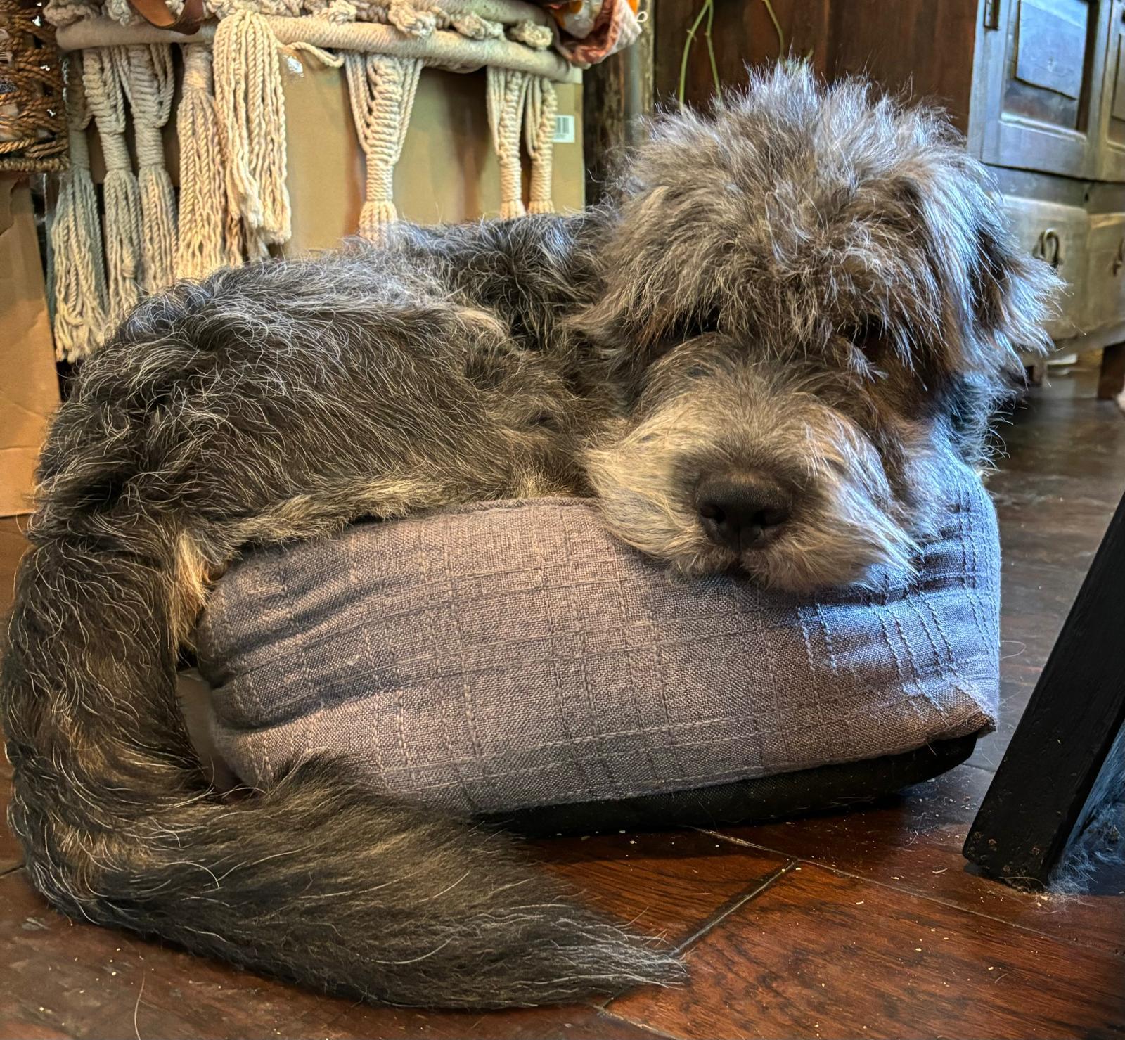 Dog for adoption - Bear, an Old English Sheepdog & Shar-Pei Mix in ...