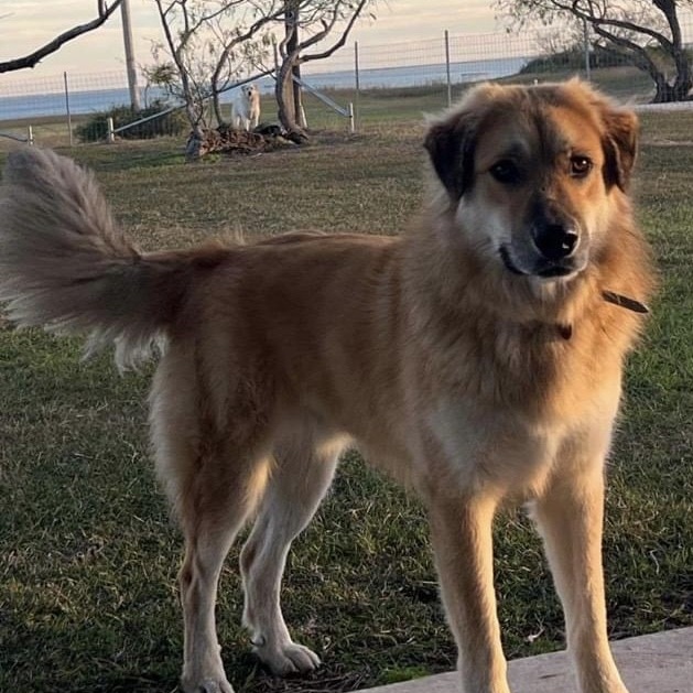 Dog for adoption - Paco PC (Bonded with Pearl PC), a Great Pyrenees in ...