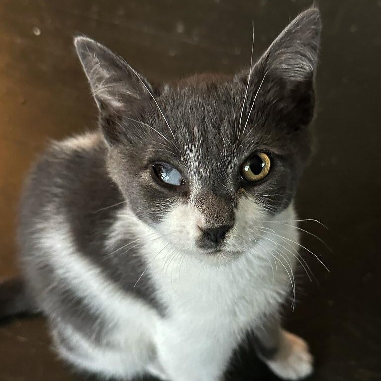 Cat for adoption - Tigey & Scout: human-centered purr machines, a ...
