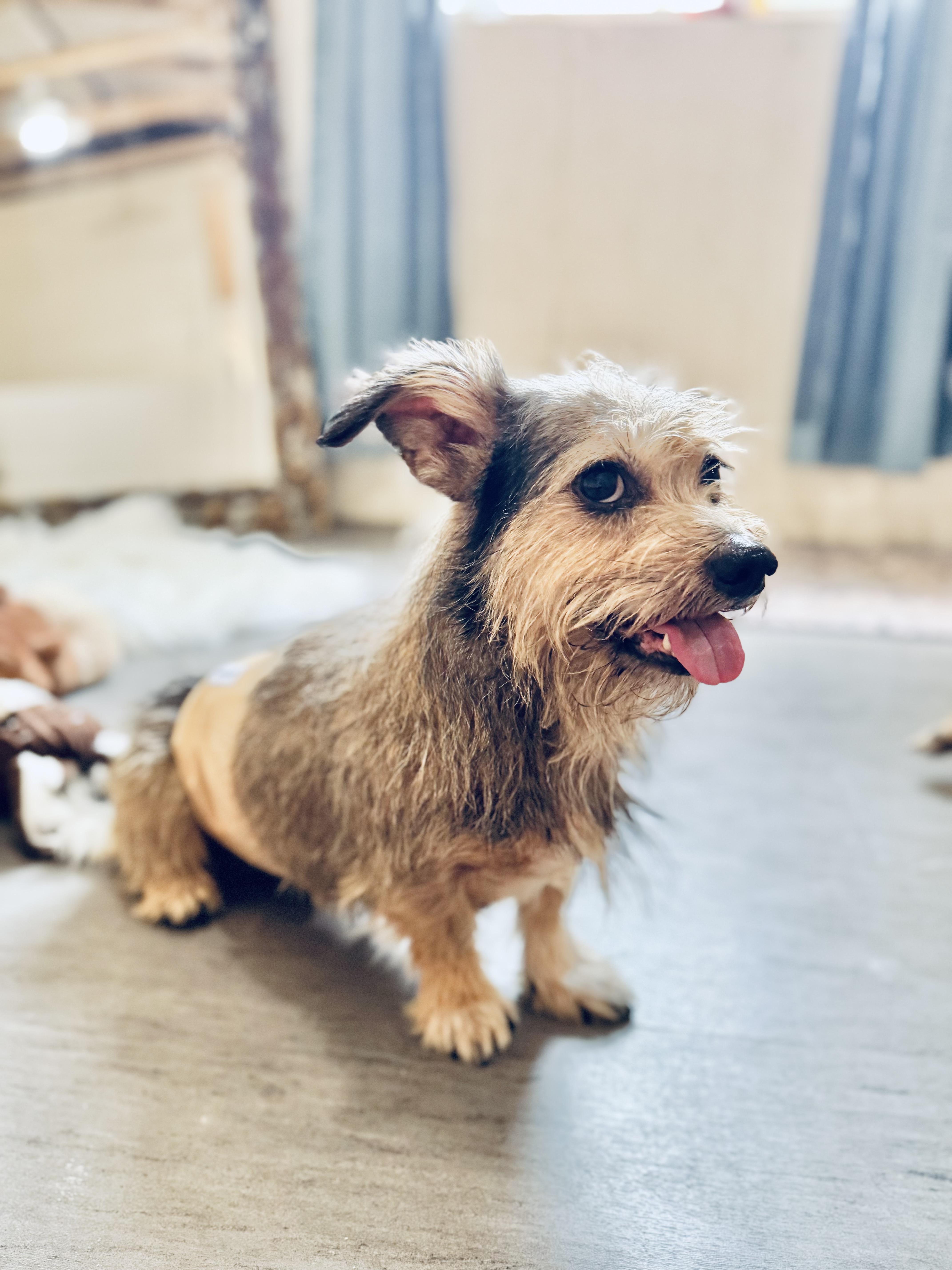 Dog for adoption - Bama Graham, a Mixed Breed in SYLVANIA, GA | Petfinder