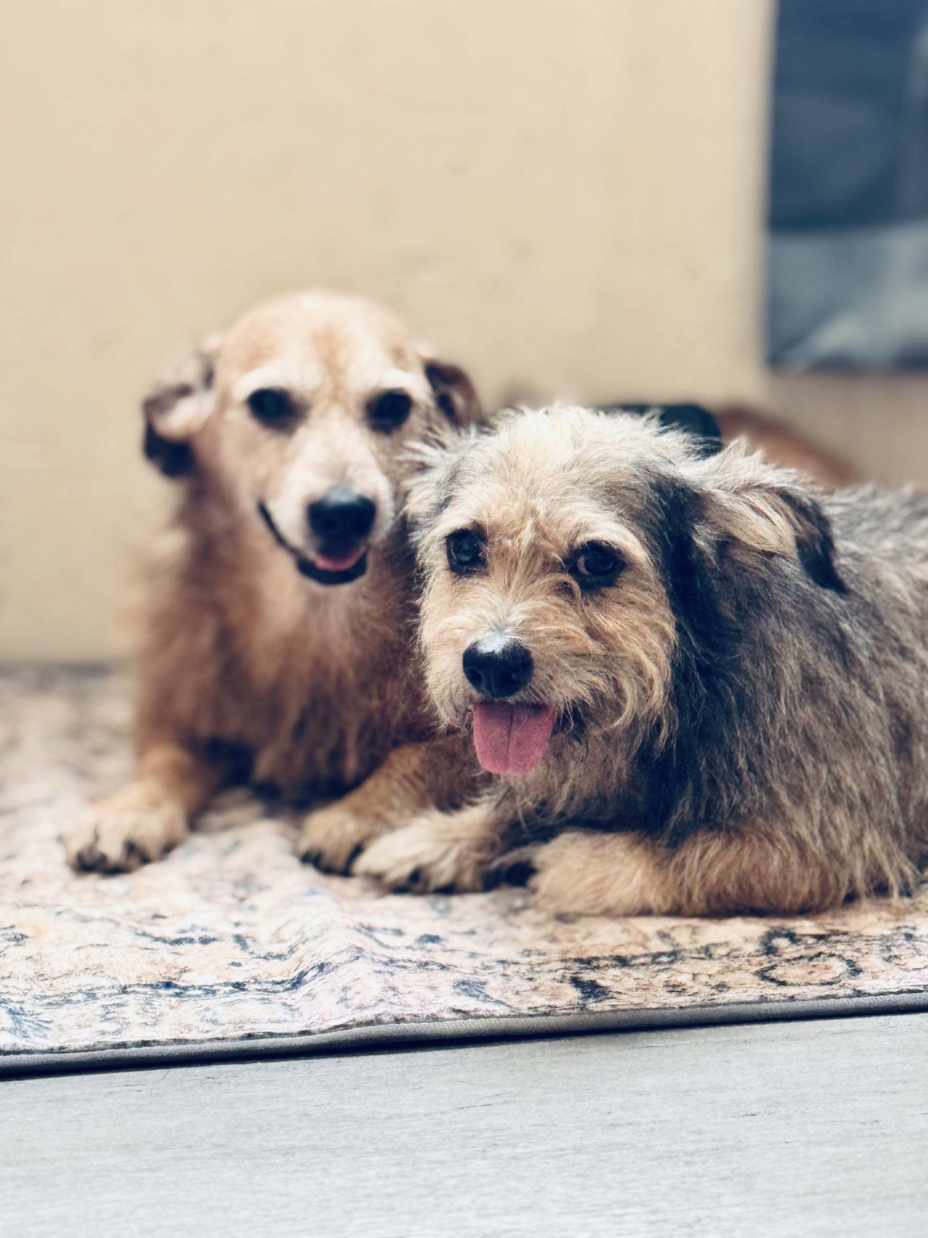 Dog for adoption - Bama Graham, a Mixed Breed in SYLVANIA, GA | Petfinder