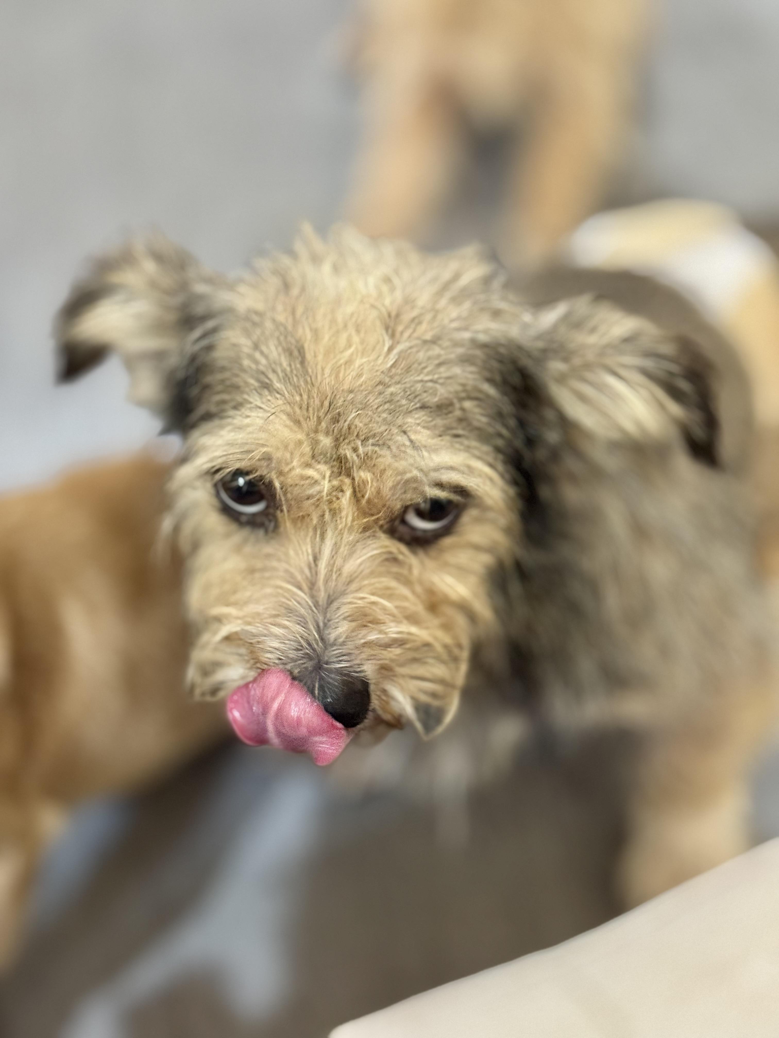 Dog for adoption - Bama Graham, a Mixed Breed in SYLVANIA, GA | Petfinder