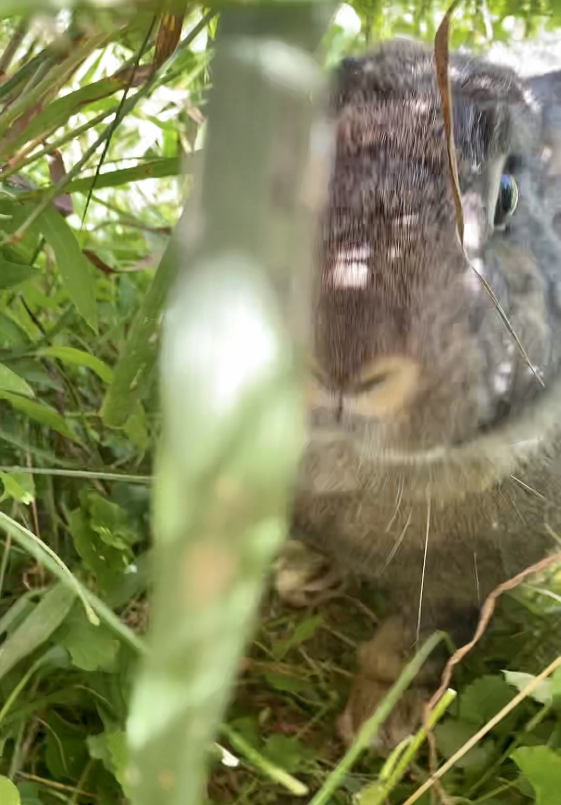 Rabbit for adoption - Margarita, a Flemish Giant in Salisbury Mills, NY ...