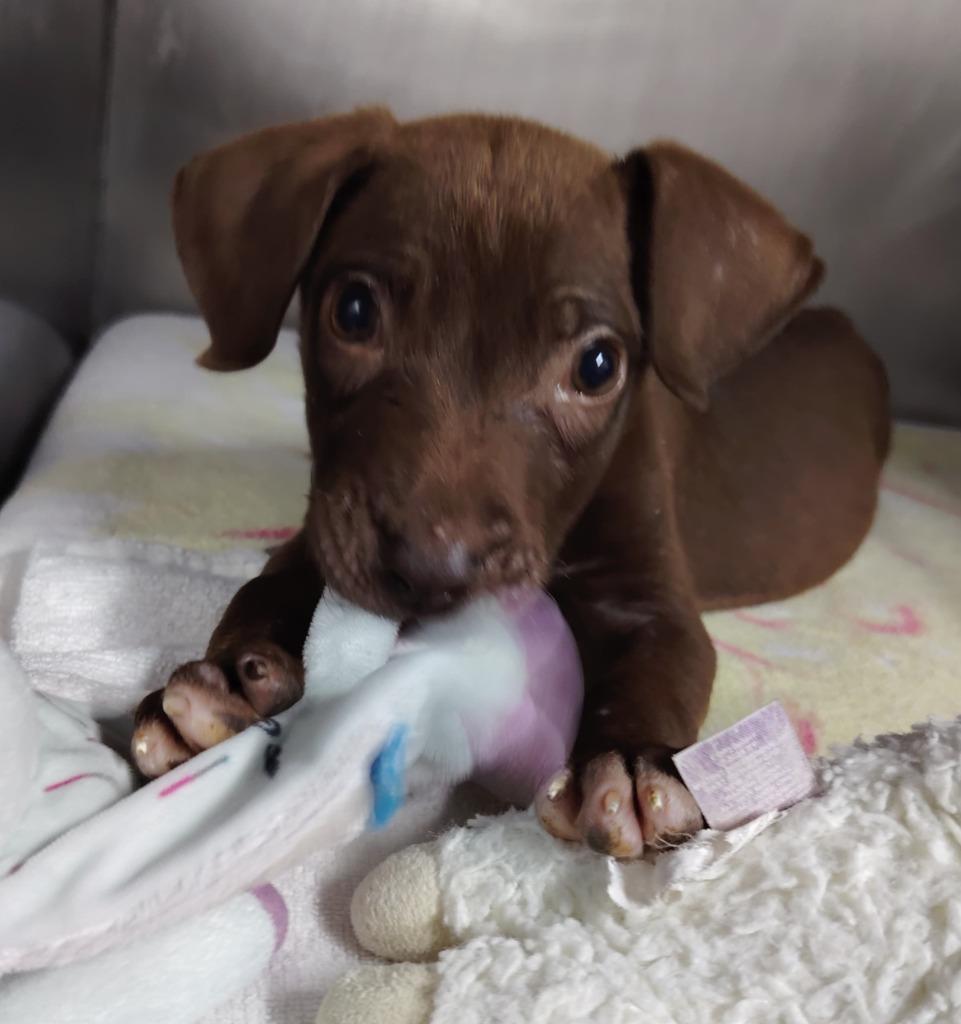 Dog for adoption - Espressoso, a Chihuahua & Labrador Retriever Mix in Comox, BC | Petfinder