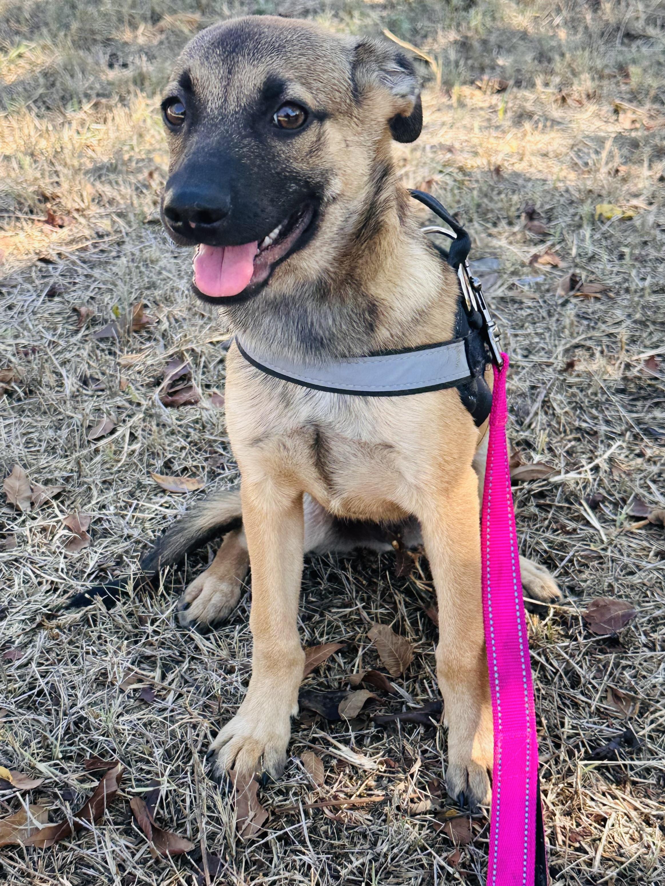 Dog for adoption - Brady, a Labrador Retriever Mix in Southampton, PA ...