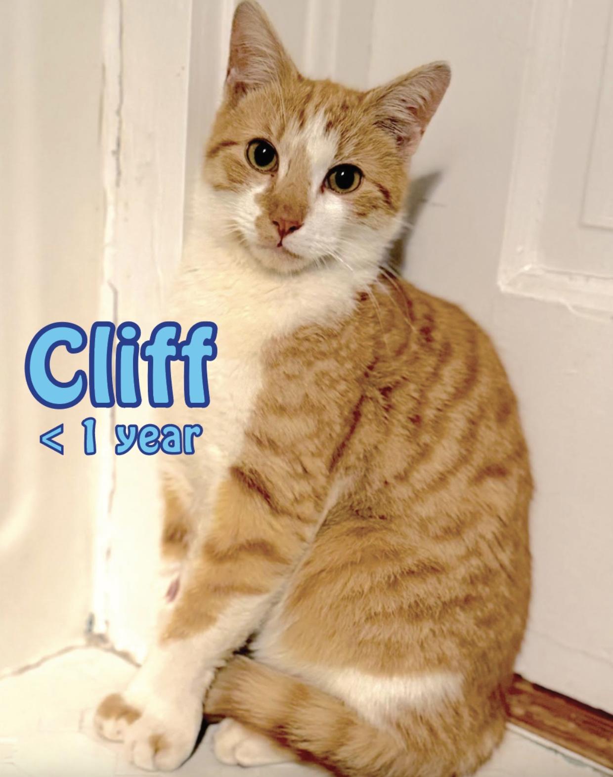 Cat for adoption - Cliff, a Domestic Short Hair in Stow , MA | Petfinder