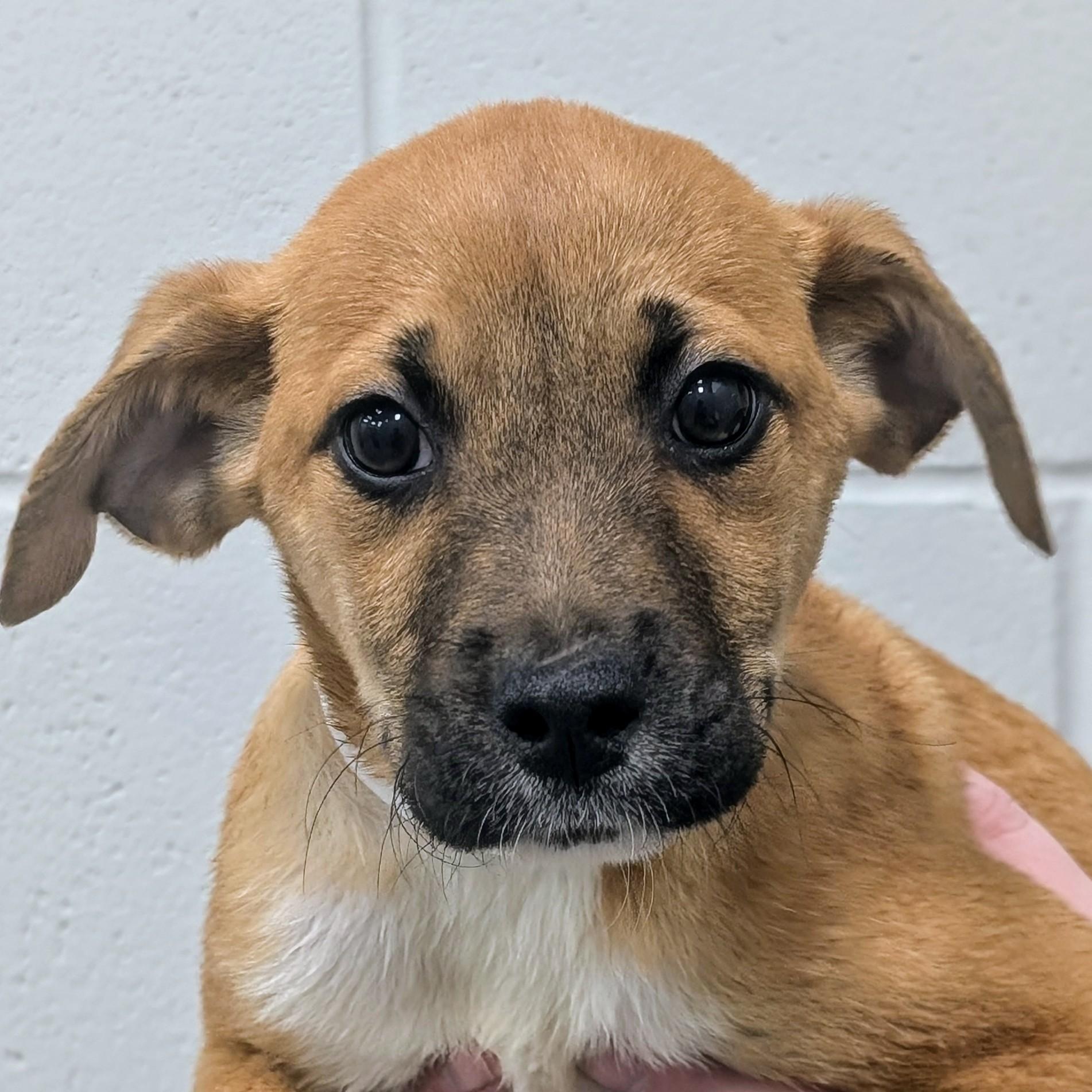 Dog for adoption - Sheila, an Australian Shepherd & Boxer Mix in ...