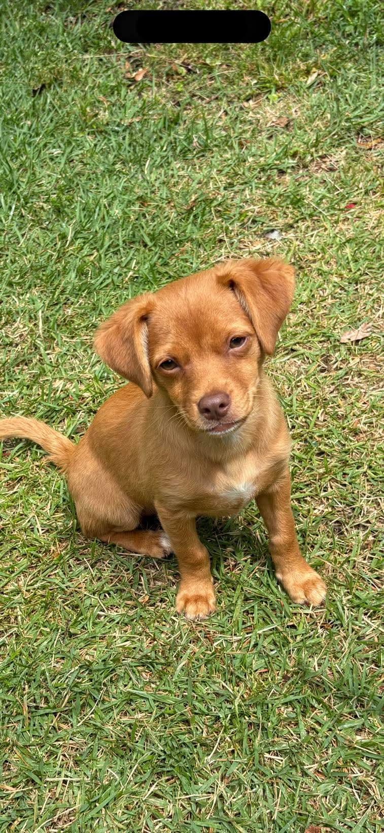 Dog for adoption - Davy (Donna-fostered in New England), a Chihuahua in ...