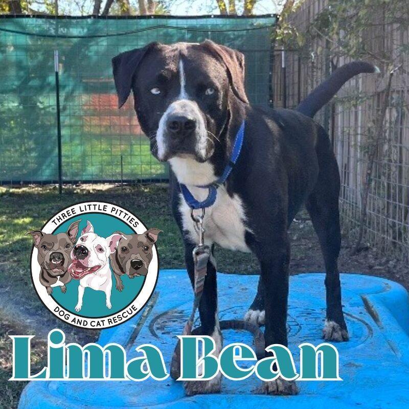 Dog for adoption - Lima Bean Ark, a Boxer & Pit Bull Terrier Mix in ...