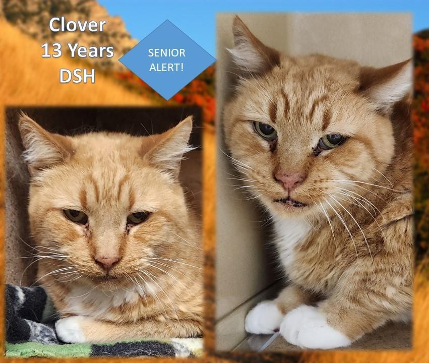 Cat for adoption - Clover, a Domestic Medium Hair in Franklin, IN ...