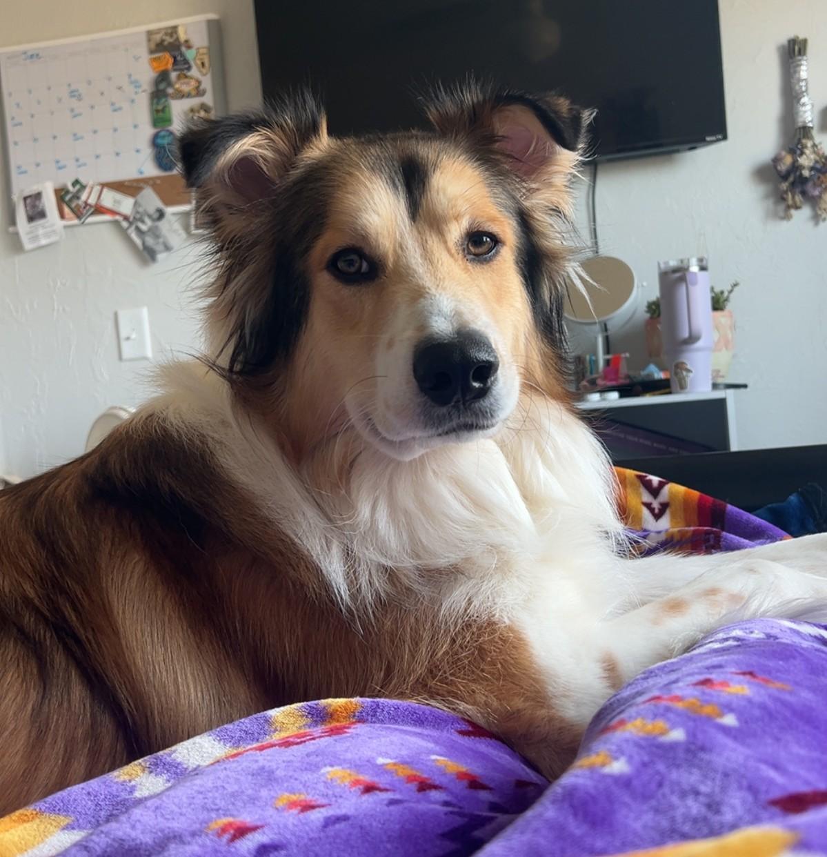 Dog for adoption - Opi, a Great Pyrenees & Rough Collie Mix in Kiowa ...