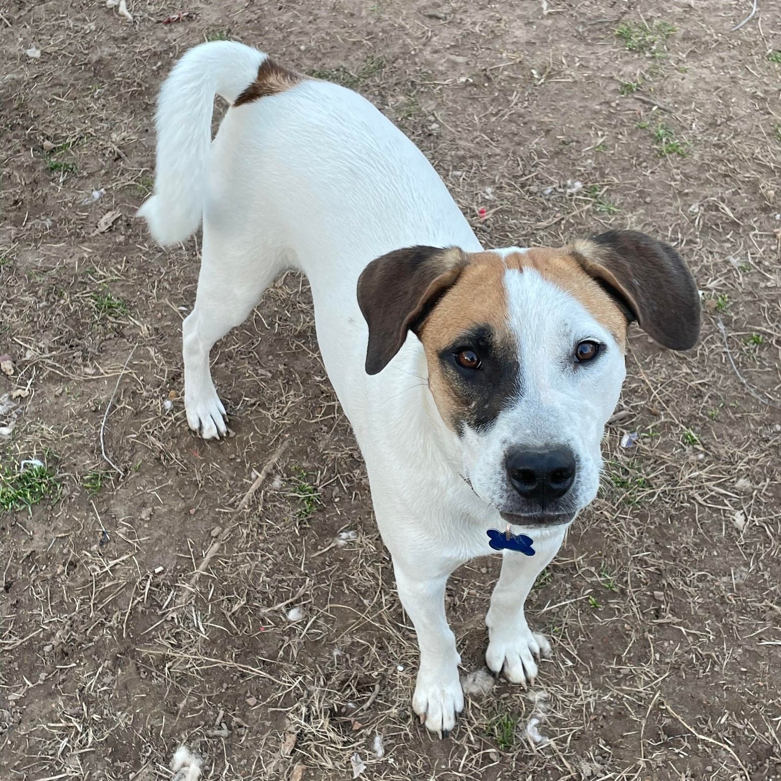 Our Current Adoptables – Rescue One