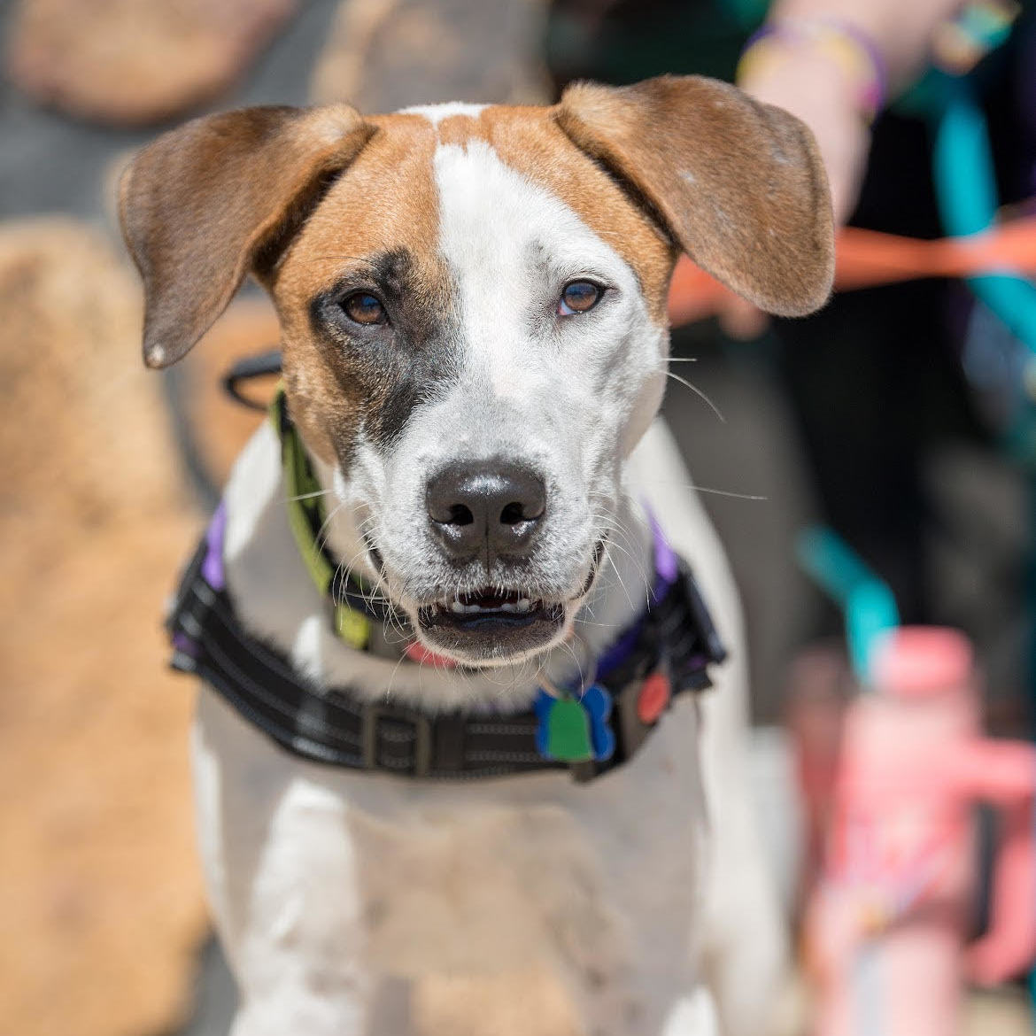 Our Current Adoptables – Rescue One