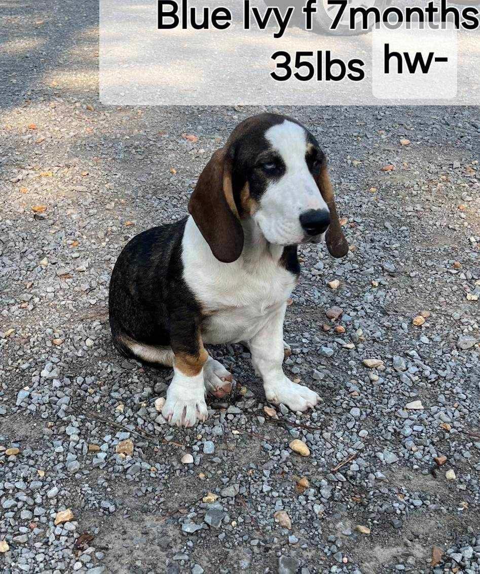 Dog for adoption - Blue Ivy, a Basset Hound Mix in Ringwood, NJ | Petfinder