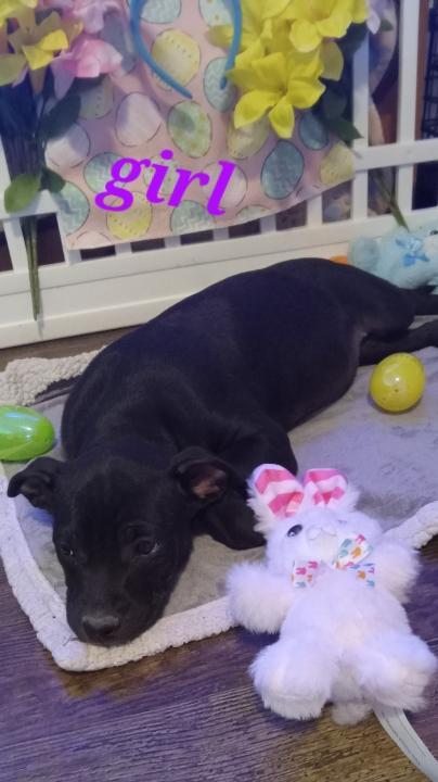 Dog for adoption - Jelly Bean, an American Staffordshire Terrier in ...