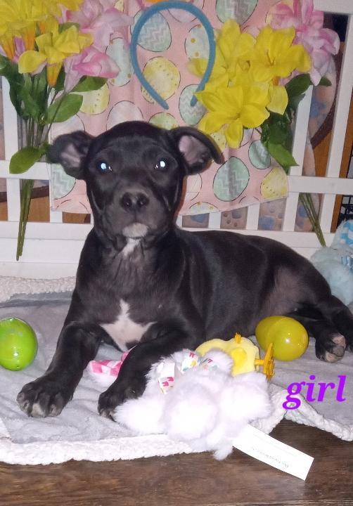 Dog for adoption - Jelly Bean, an American Staffordshire Terrier in ...
