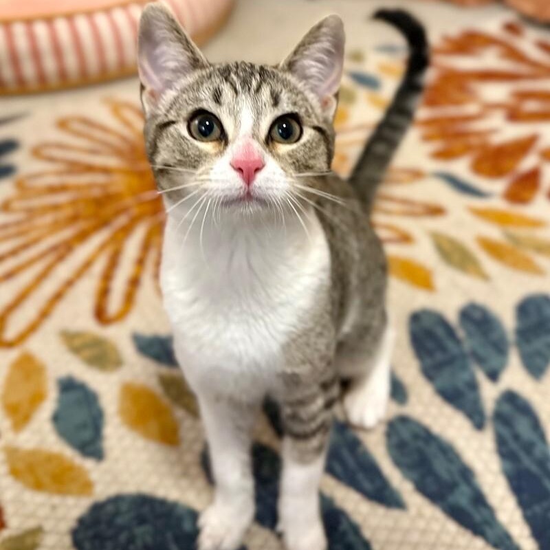 Cat for adoption - Mei Chai, a Tabby & Domestic Short Hair Mix in ...