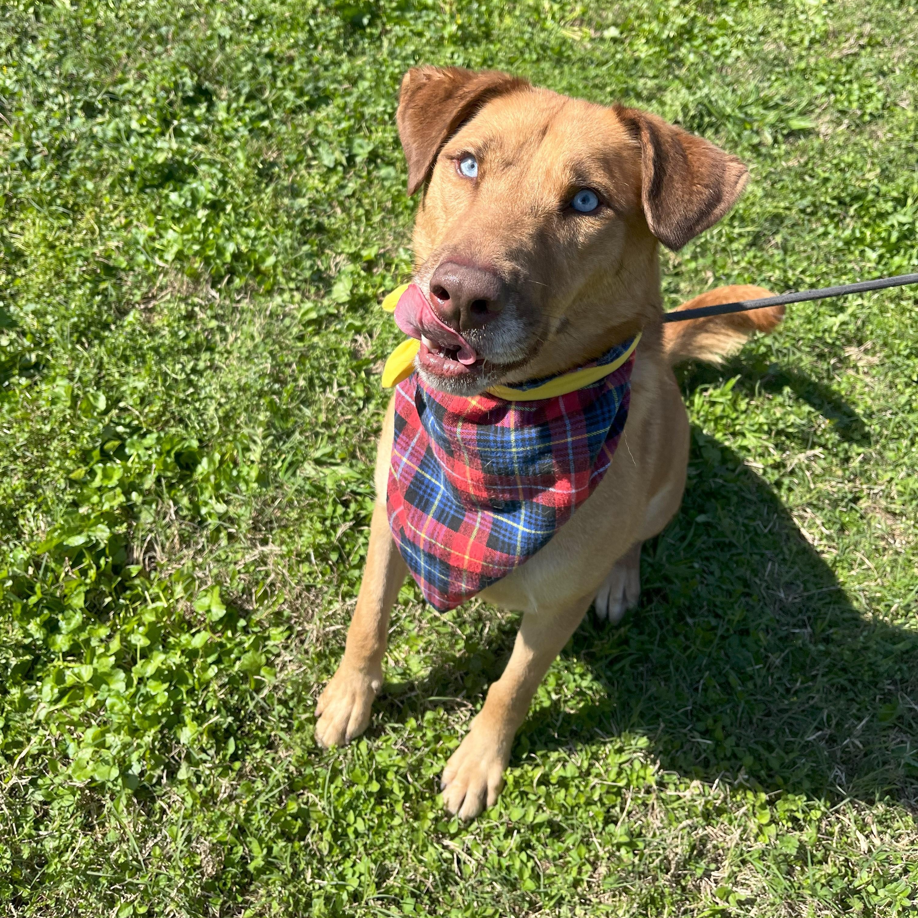 Dog for adoption - Tiki, a German Shepherd Dog Mix in Vancouver, WA ...
