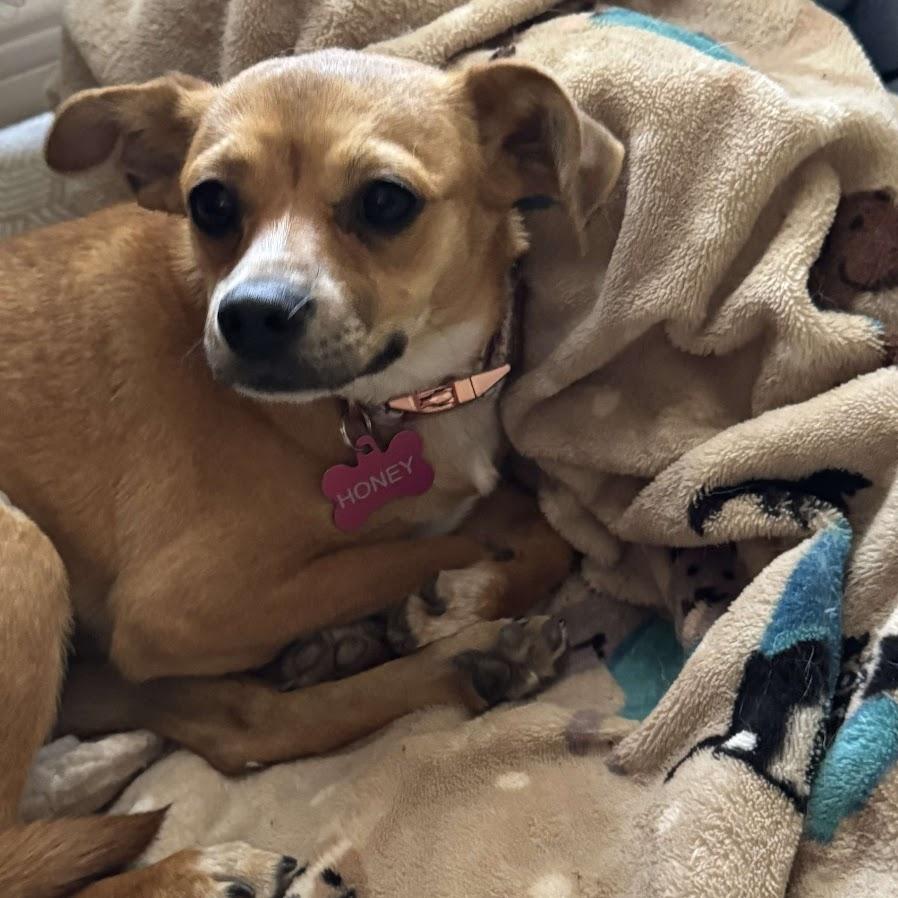 Dog for adoption - Honey, a Chiweenie & Terrier Mix in White River Junction, VT | Petfinder