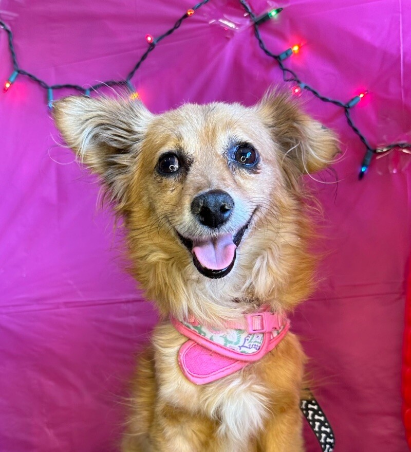 Dog for adoption - Josie, a Cocker Spaniel & Papillon Mix in Las Vegas ...