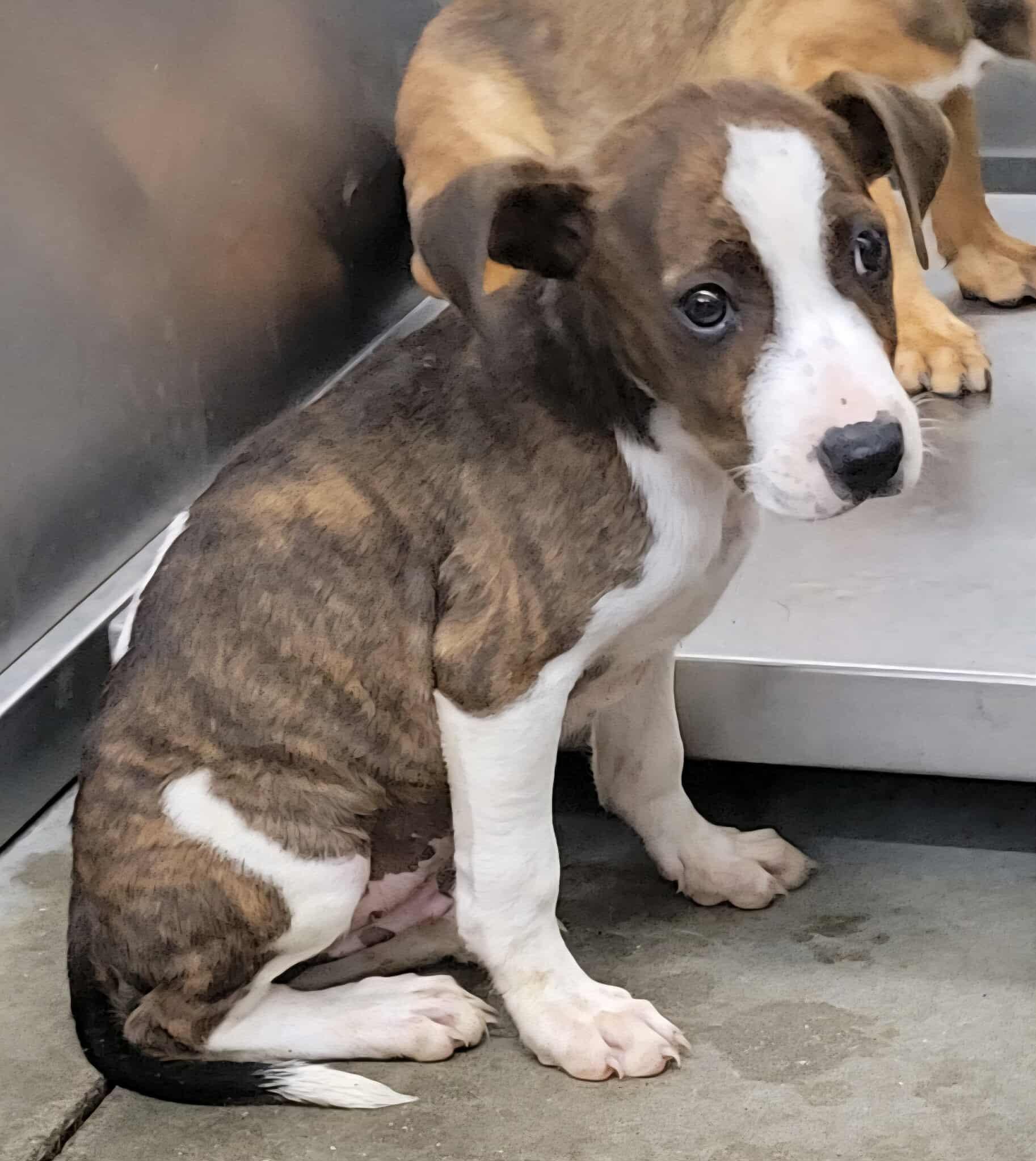 Dog for adoption - Chase -Rescue puppy looking for love!, a Mixed Breed ...