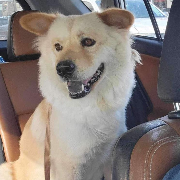 Dog for adoption - Sheba, a Chow Chow Mix in East Hartford, CT | Petfinder